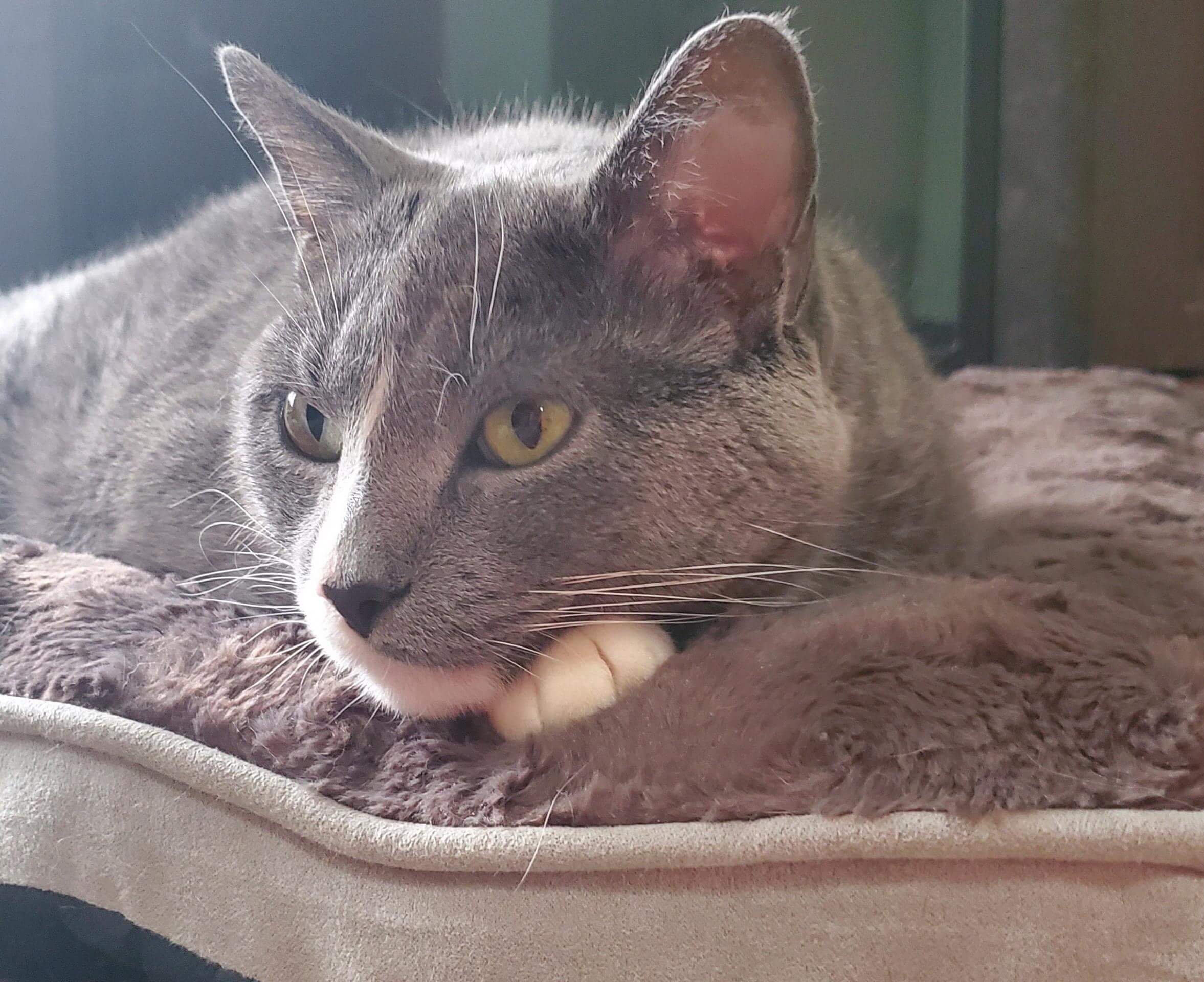 Adult Cat Care | Advanced Pet Care Clinic